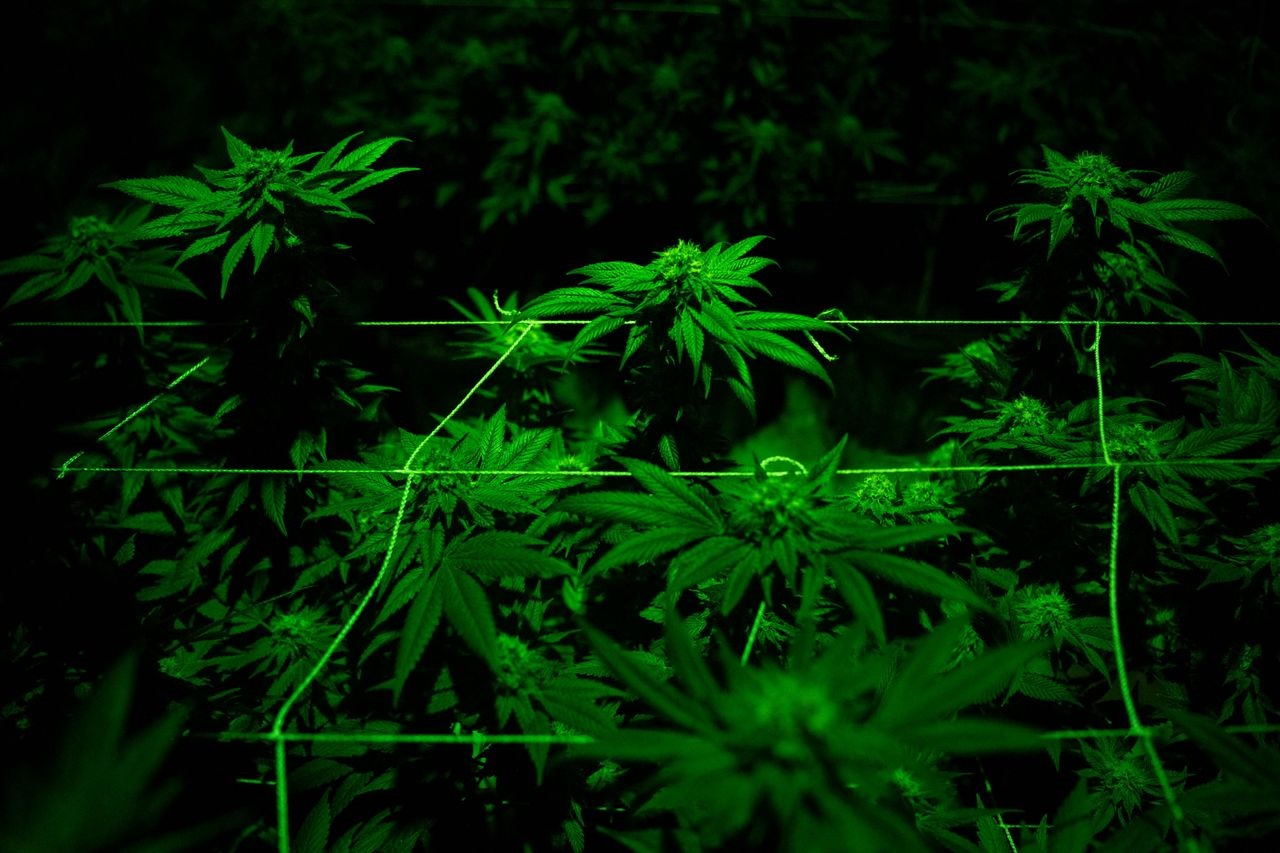 The Wellford Medical Cannabis Podcast